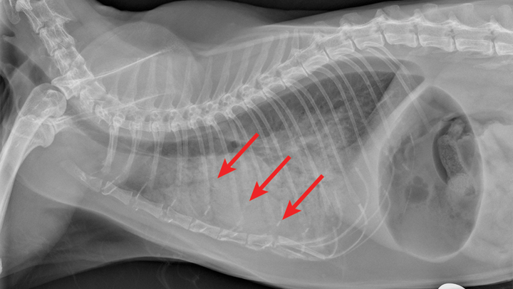 Common Pulmonary Diseases in Cats | Clinician's Brief