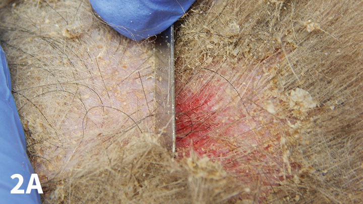 Skin Scraping for External Parasites | Clinician's Brief