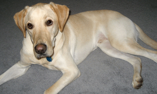 Feeding the Critically Ill, Anorectic dog