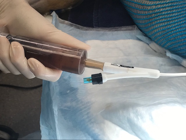 Urinary Catheter Placement in Dogs | Clinician's Brief