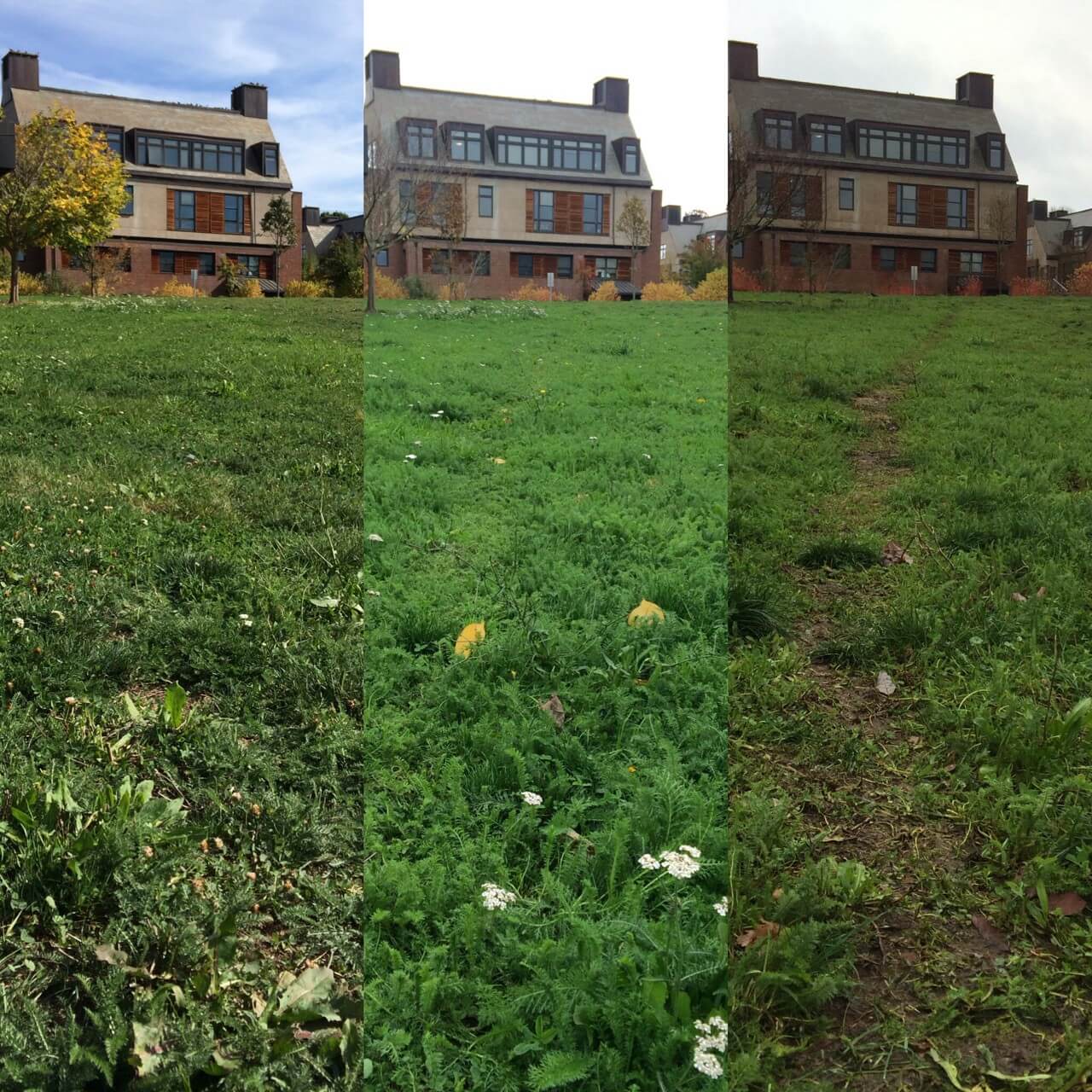 Your Users' Desire Paths Pave the Way to Better Digital Experiences ...