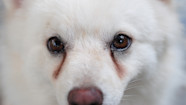 Tear Stains On Dogs Why It Happens And How To Remove Them GoodRx Tear Stains On Dogs Why It Happens And How To Remove Them GoodRx
