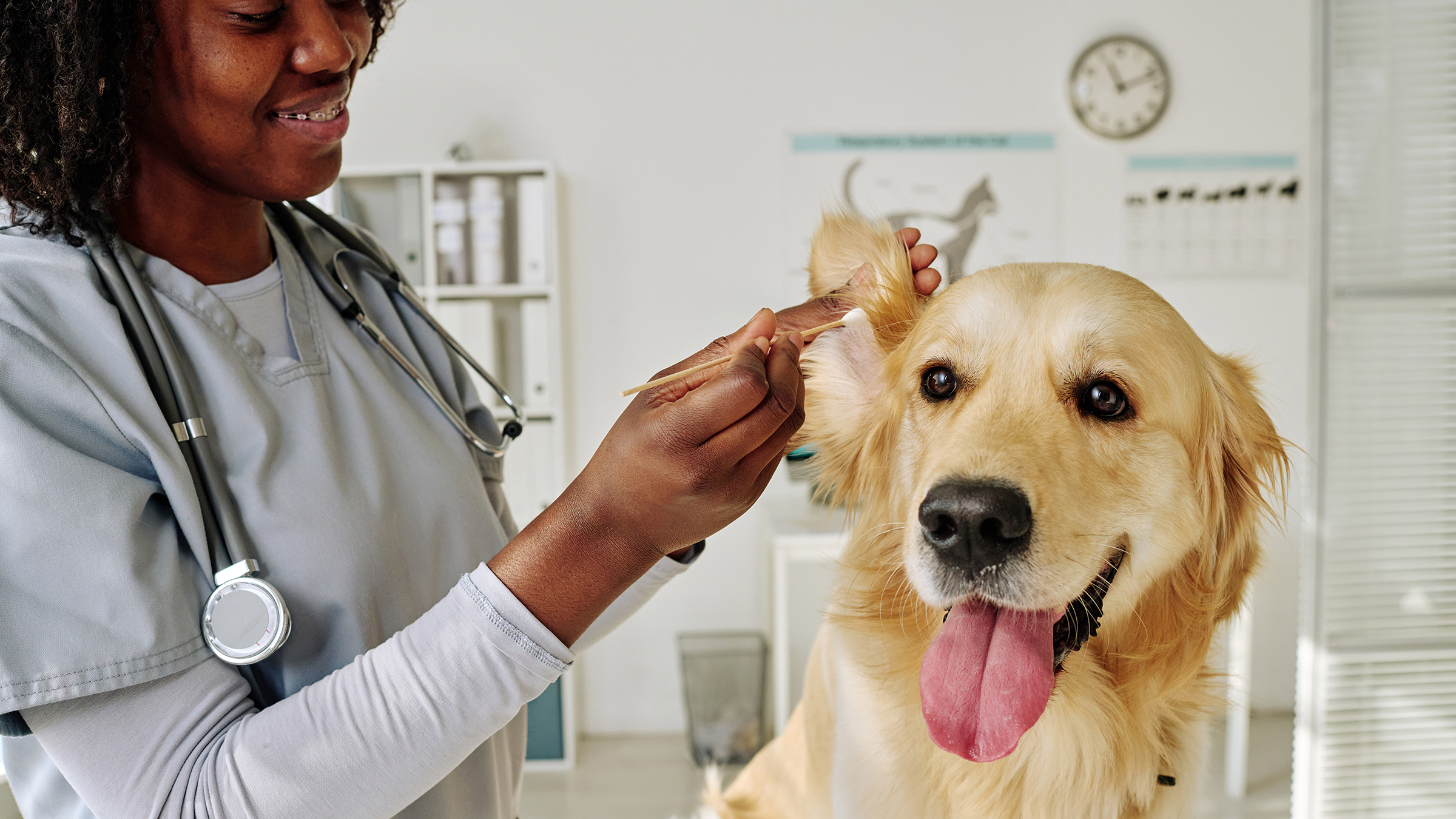 Signs Your Dog Has Hearing Loss - GoodRx