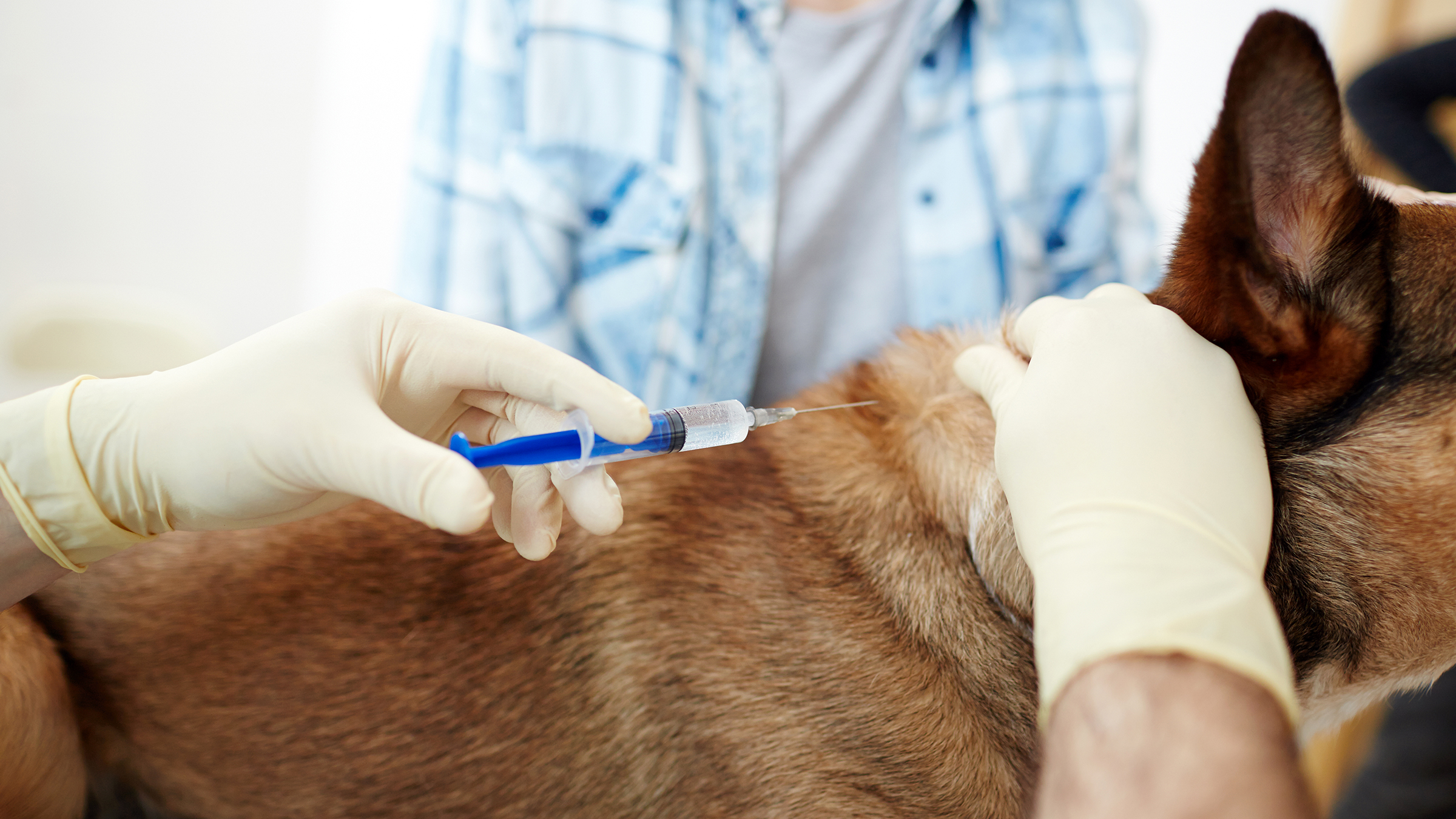 Distemper in Dogs: Symptoms, Treatment, and Prevention - GoodRx