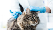 When Cats Get Panleukopenia Causes Signs And Vaccine GoodRx