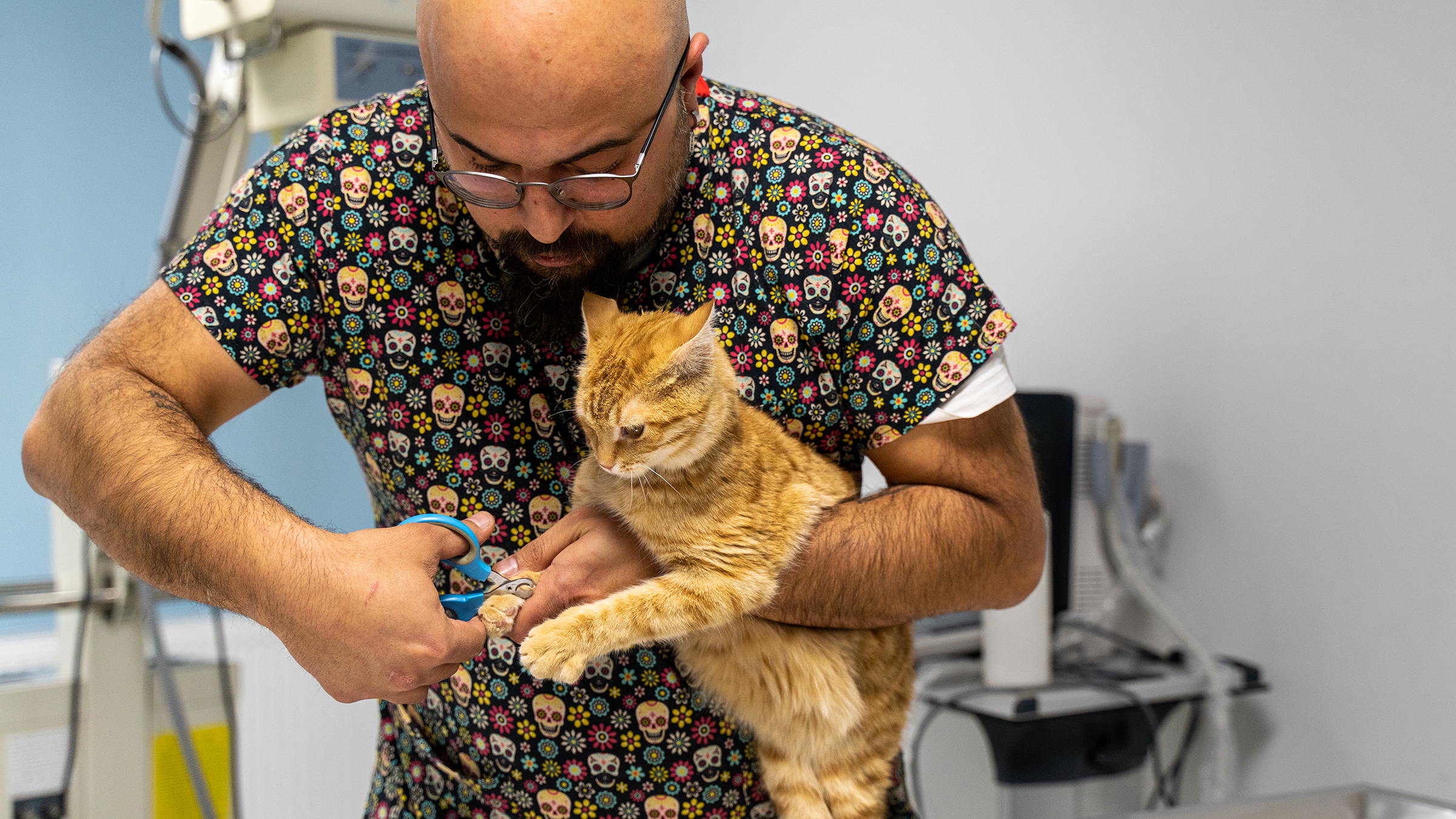 How to Trim Cat Nails: 7 Steps to Follow - GoodRx
