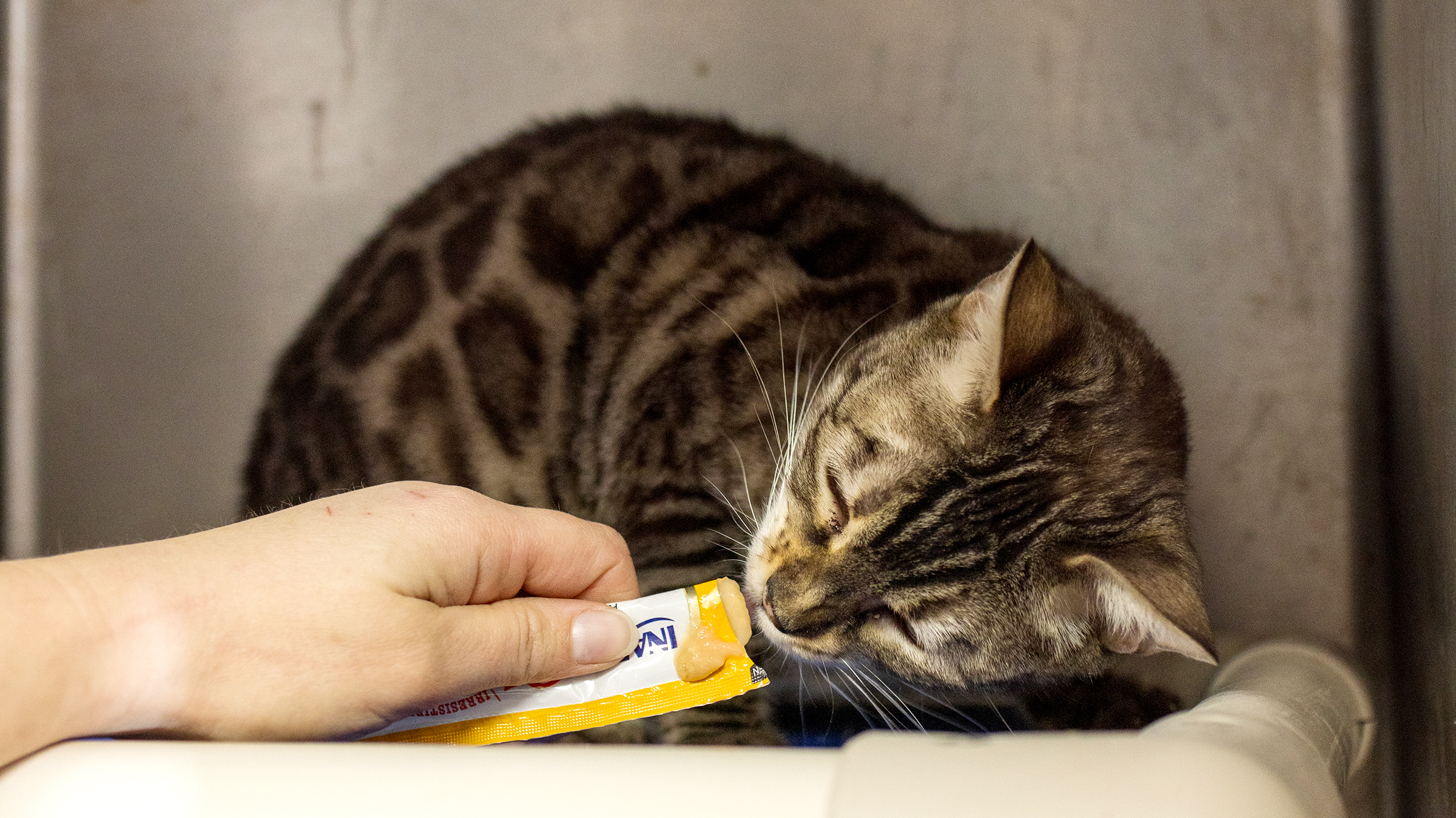 How to Give a Cat a Pill: A Complete Guide With Tips - GoodRx