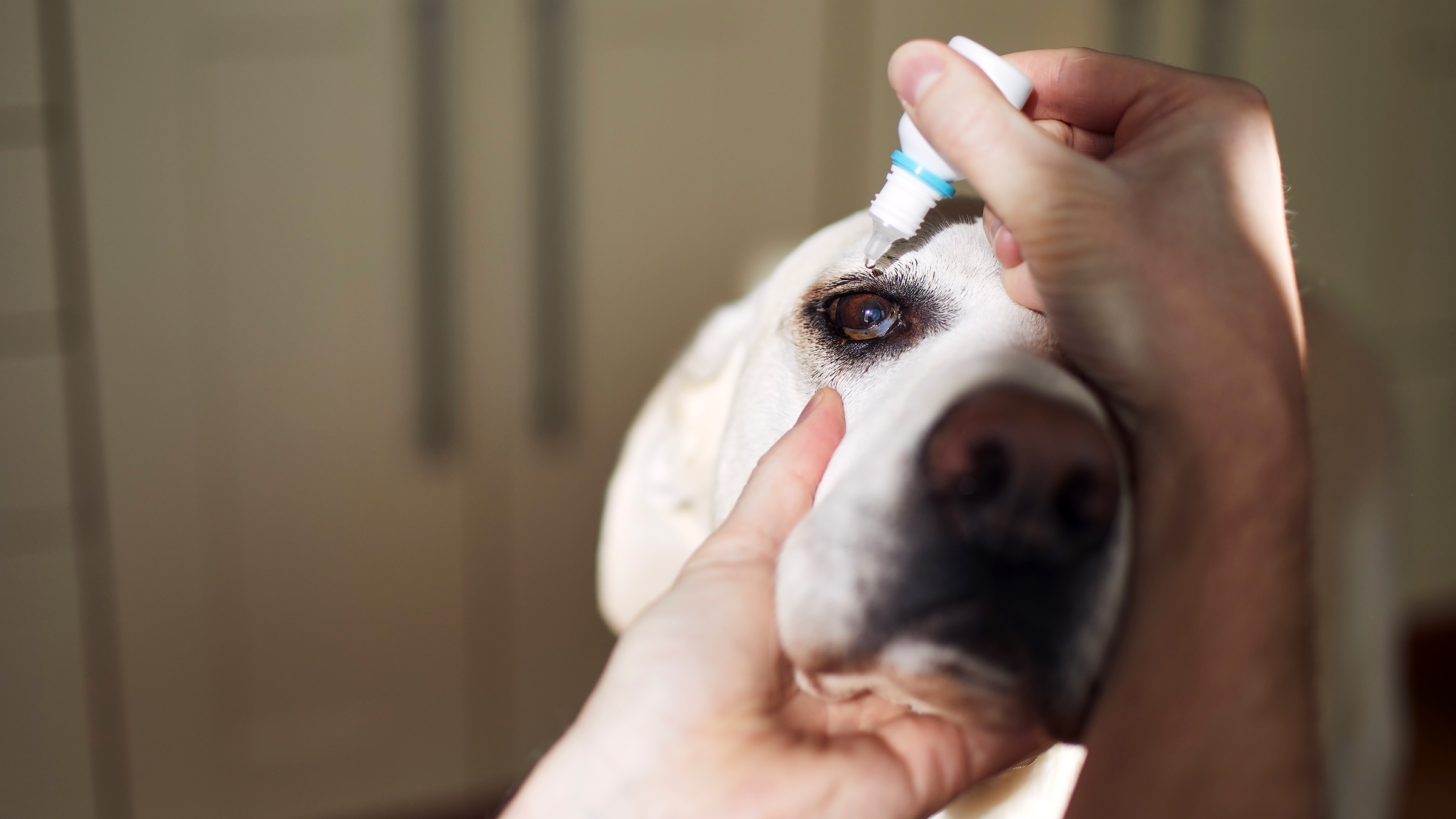 OTC Meds for Pets: Here’s What You Should Keep on Hand - GoodRx - GoodRx