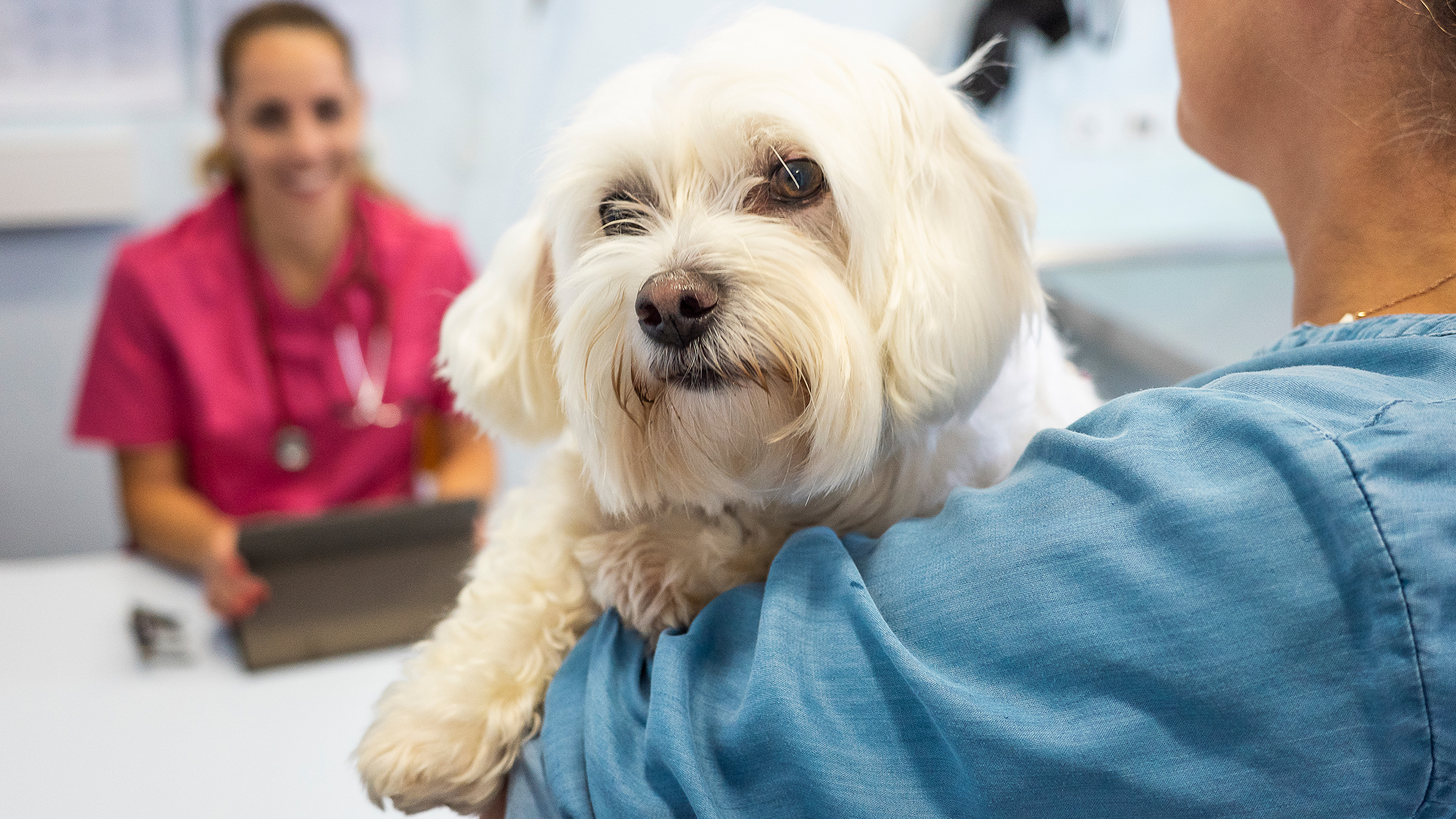 Telmisartan for Dogs: Uses, Dosages, and Side Effects - GoodRx