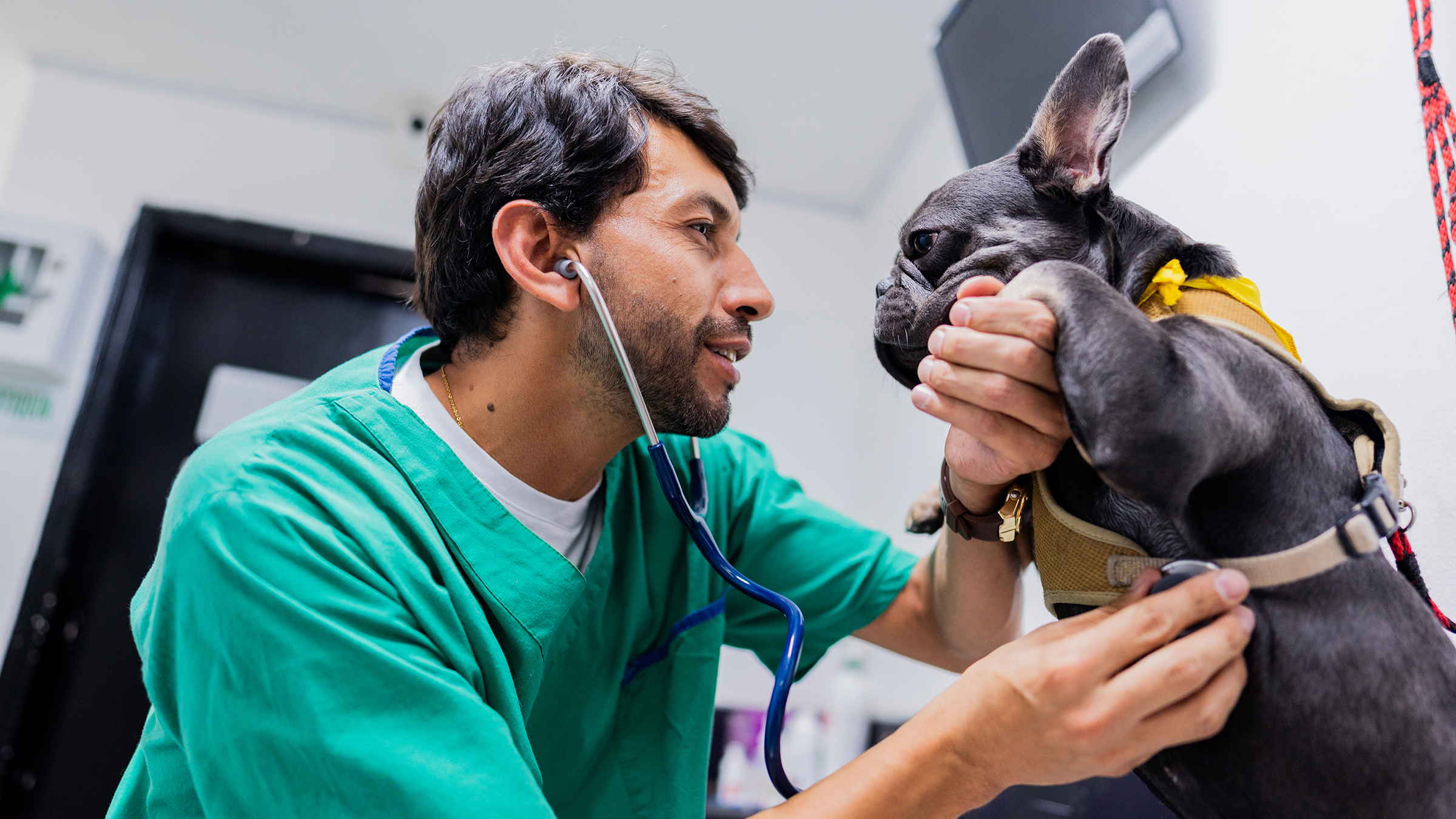 Amantadine for Dogs: Uses, Dosage, Side Effects - GoodRx