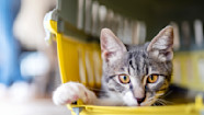 What Is Feline Infectious Peritonitis Causes Symptoms Treatment GoodRx