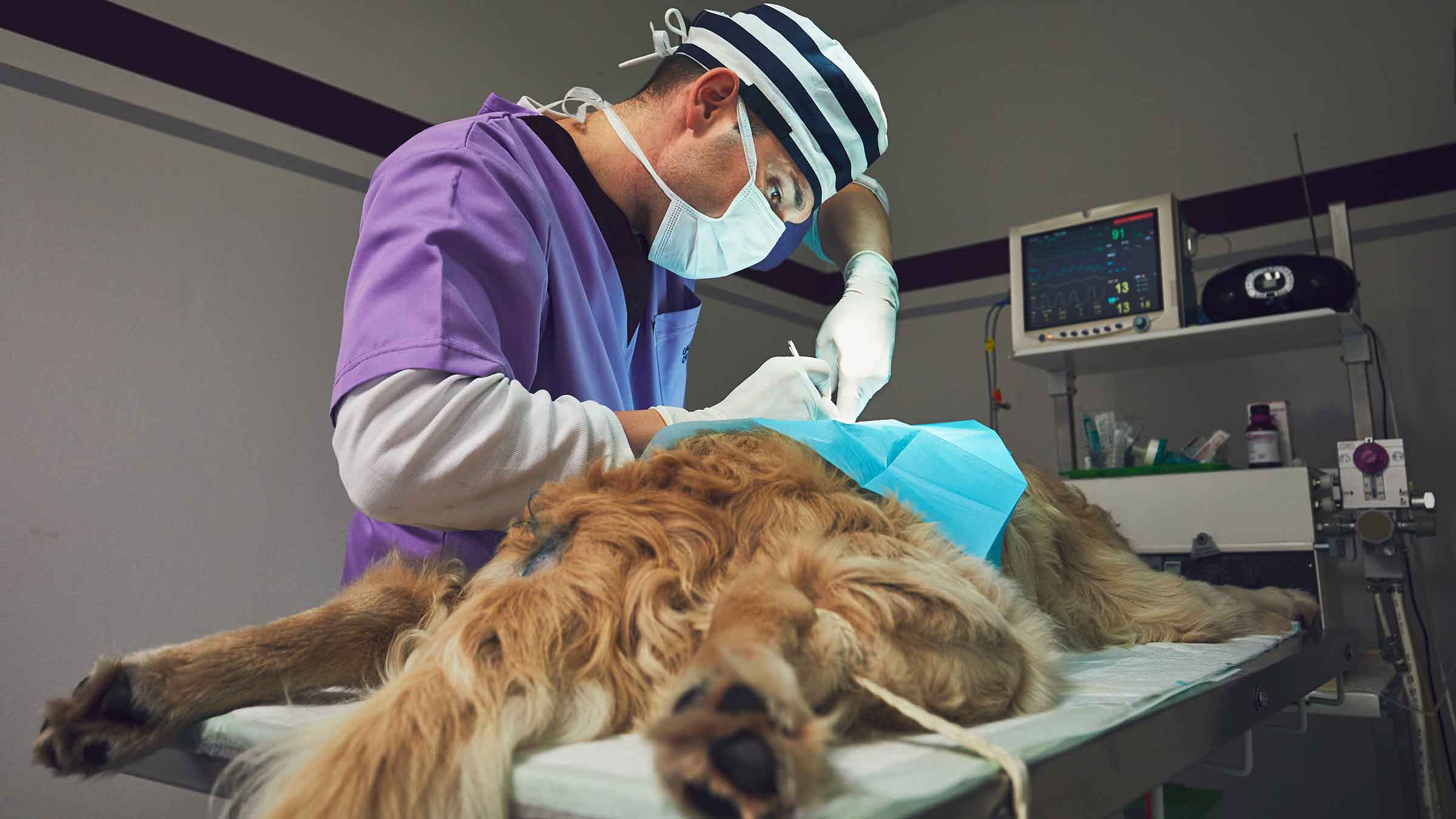 Skin Cancer in Dogs: Signs, Symptoms, and Types - GoodRx