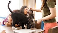 How Much Is Pet Insurance GoodRx How Much Is Pet Insurance GoodRx
