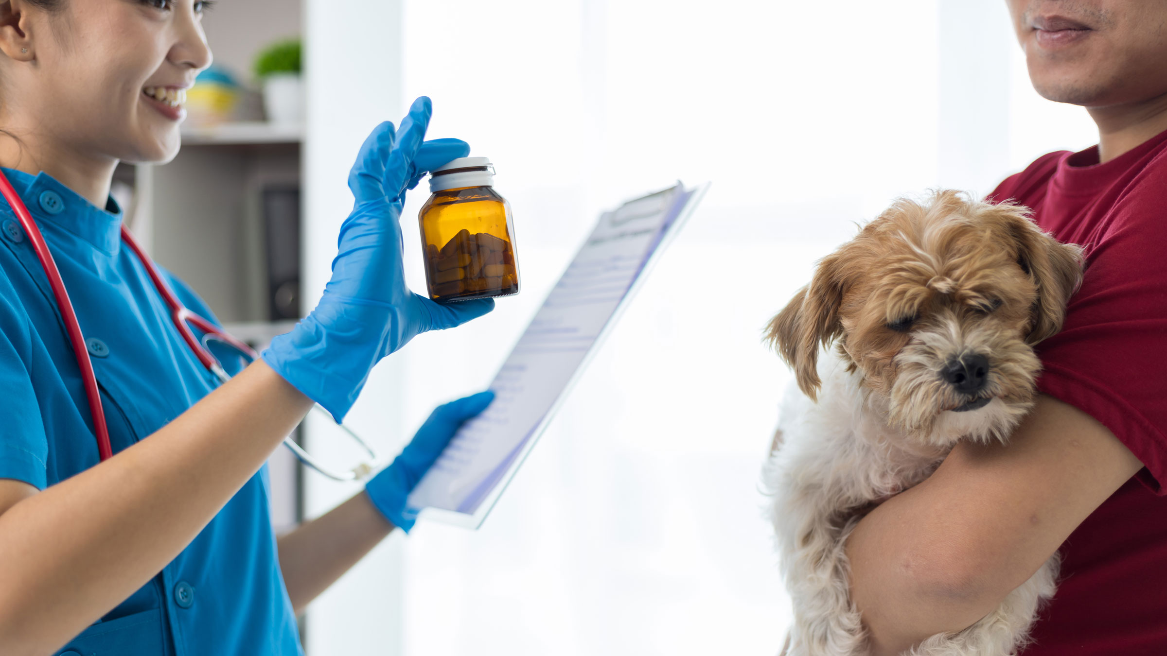 Cephalexin for Dogs: Uses, Dosage, Side Effects - GoodRx