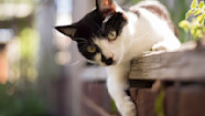 FVRCP Cat Vaccine Why Do Cats Need To Be Vaccinated GoodRx