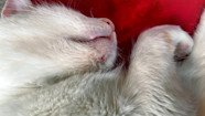 Black Spots On Cat S Nose And Mouth Problem Infoupdate Black Spots On Cat S Nose And Mouth Problem Infoupdate