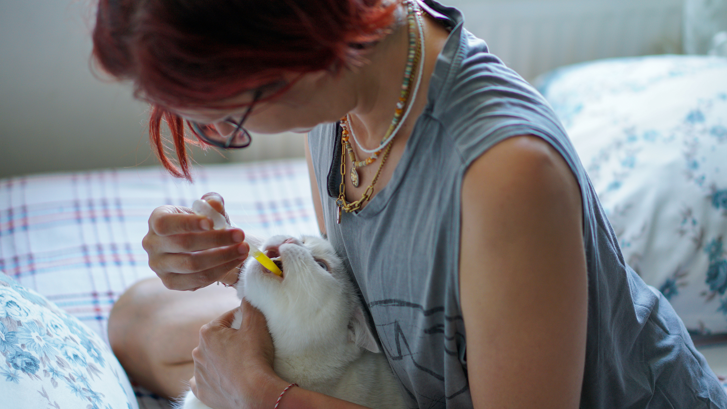Phenobarbital for Cats: Uses, Dosages, Side Effects, and More - GoodRx
