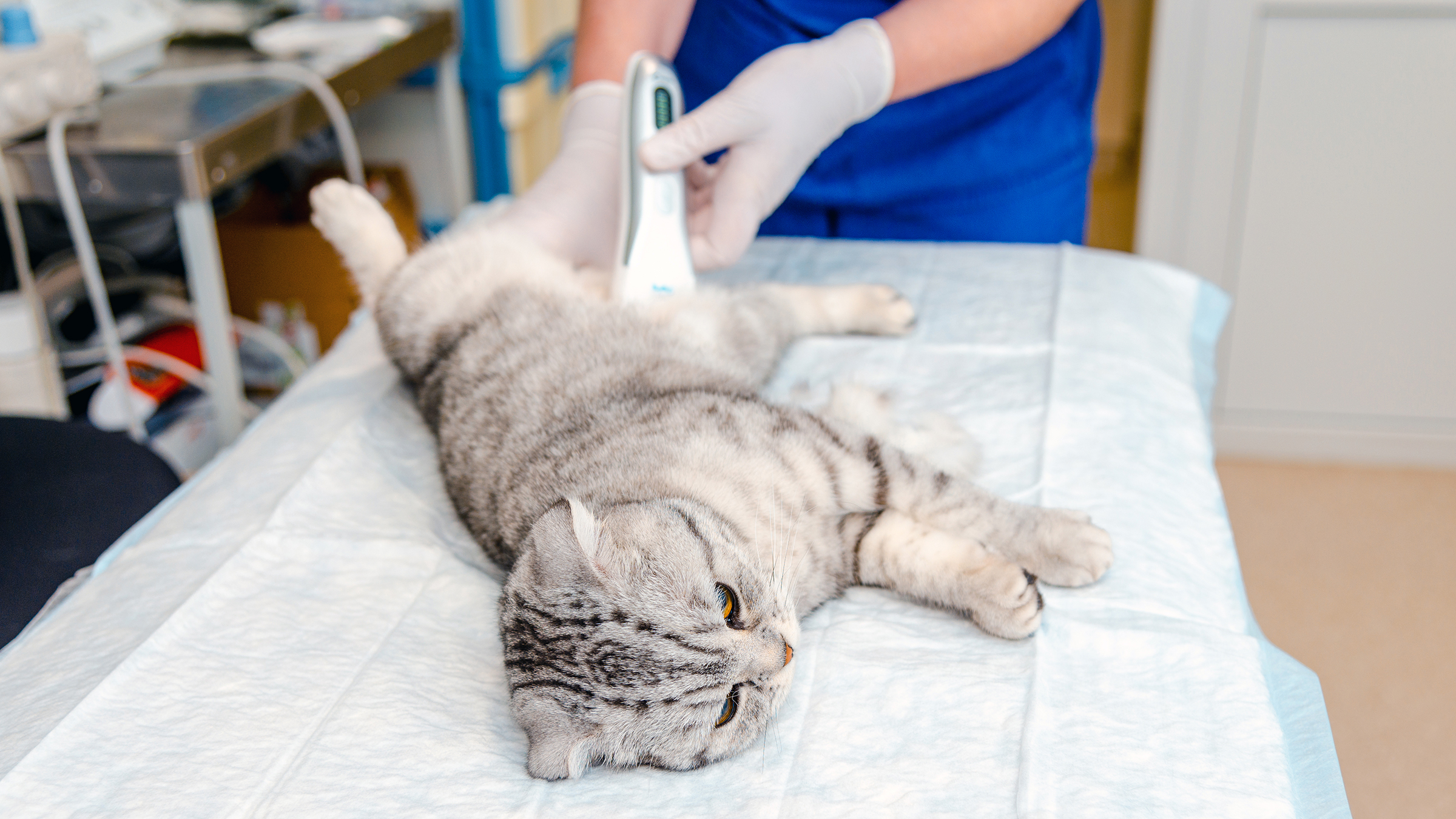 Glucose Monitors For Cats: An Owner’s Guide - GoodRx