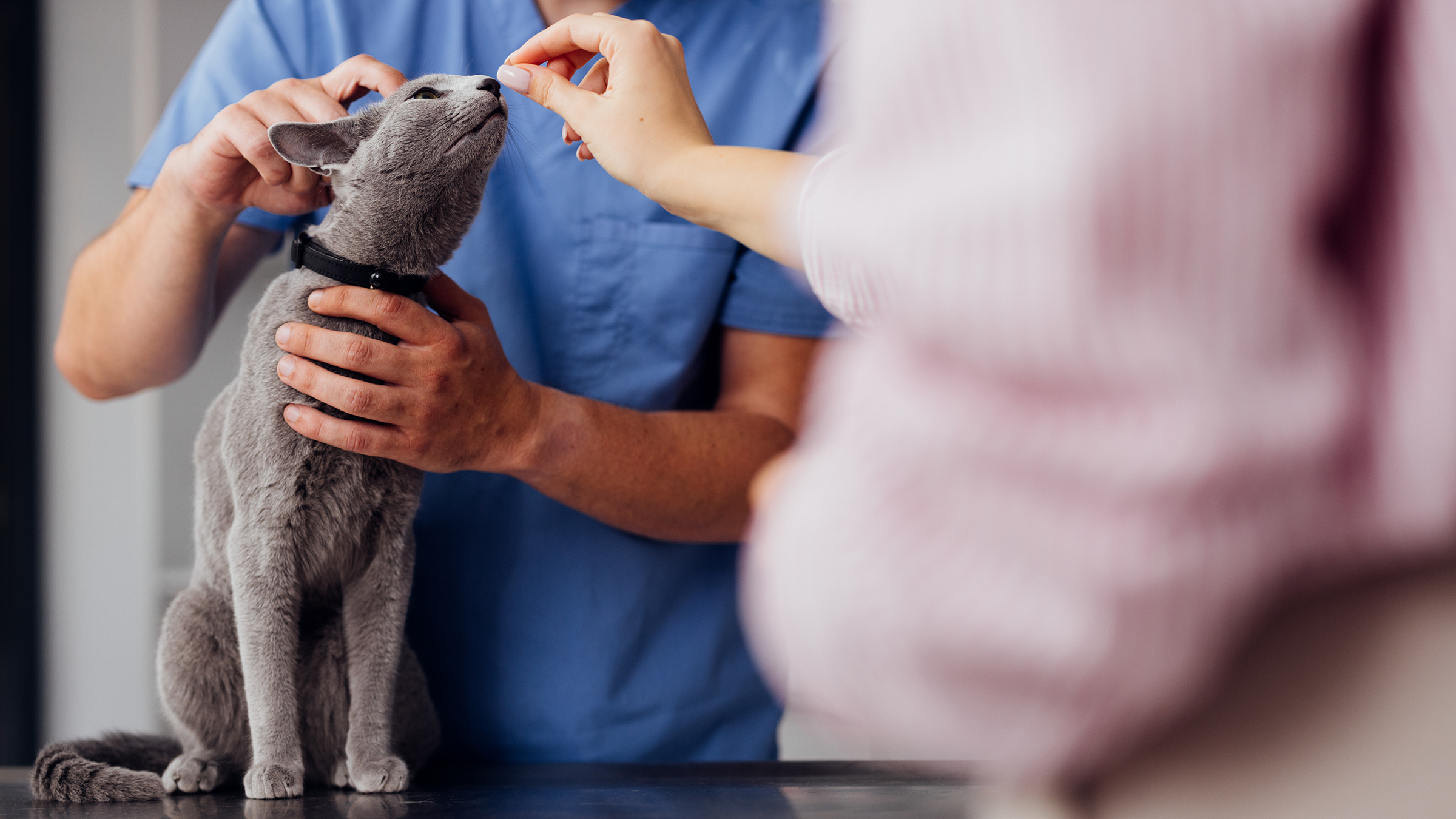 Pain Meds for Cats: Medications and How to Use Them - GoodRx