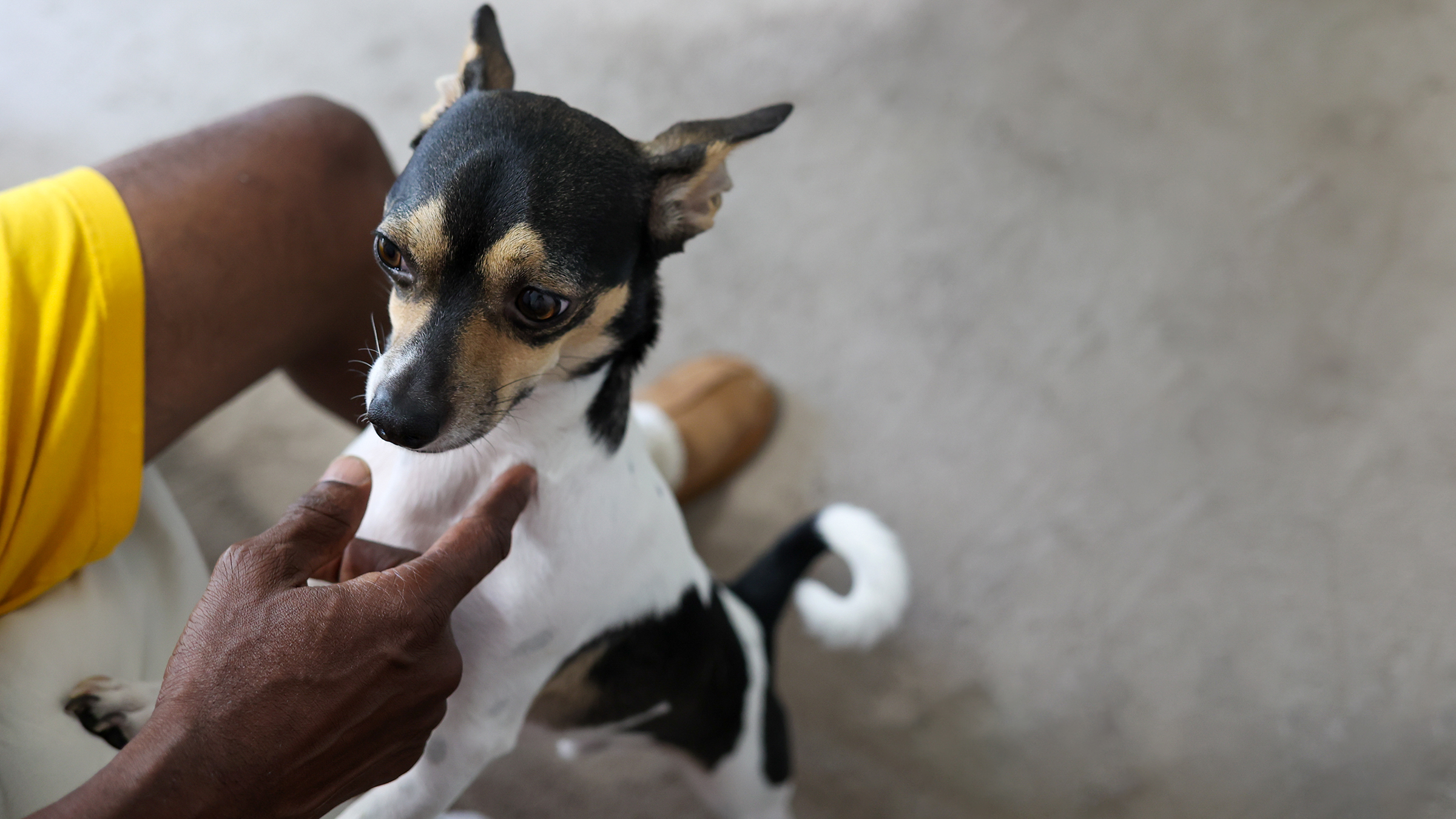 Zoloft for Dogs: Uses, Dosage, Side Effects - GoodRx