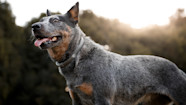 Phenobarbital For Dogs With Seizures What To Know GoodRx