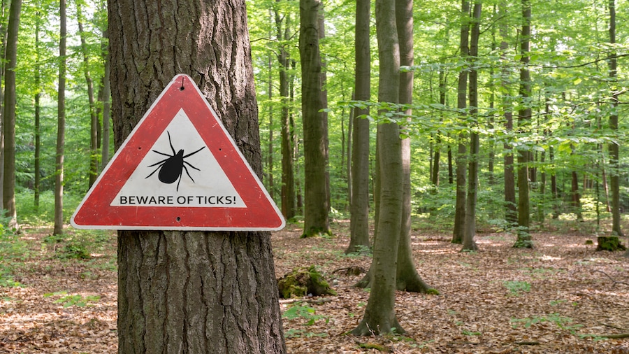 Why Is Lyme Disease So Tricky to Diagnose? - GoodRx