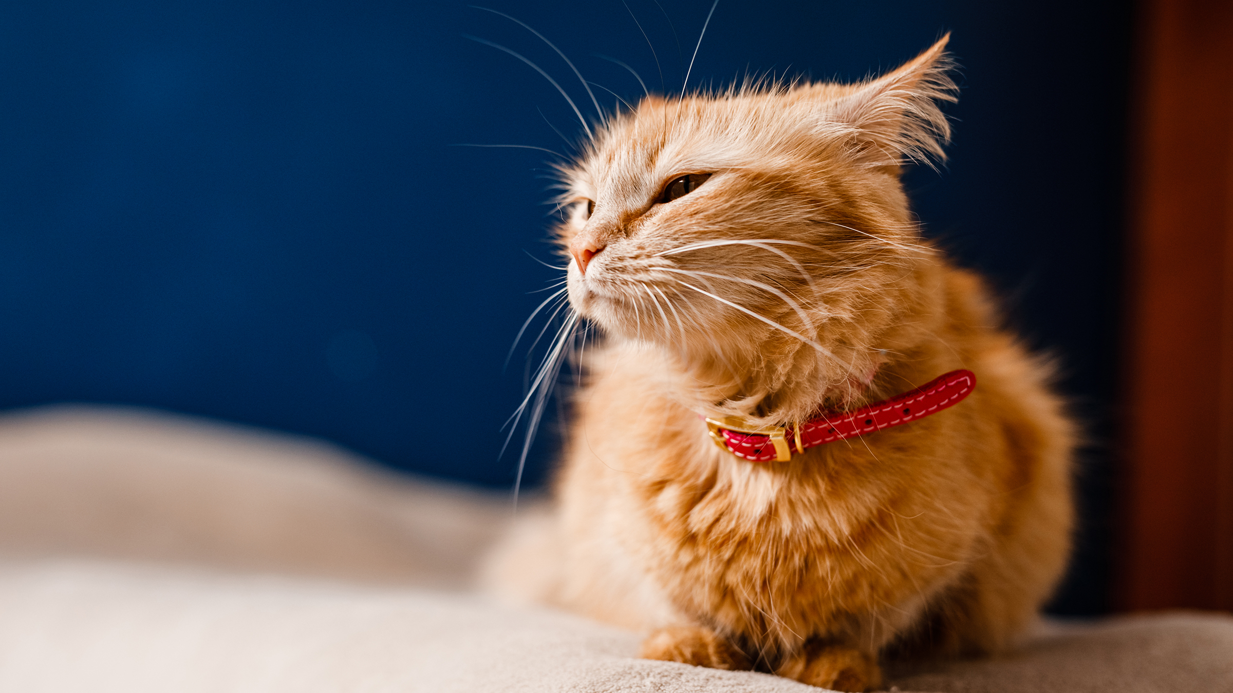 Clomipramine for Cats: Uses, Dosage, and Side Effects - GoodRx