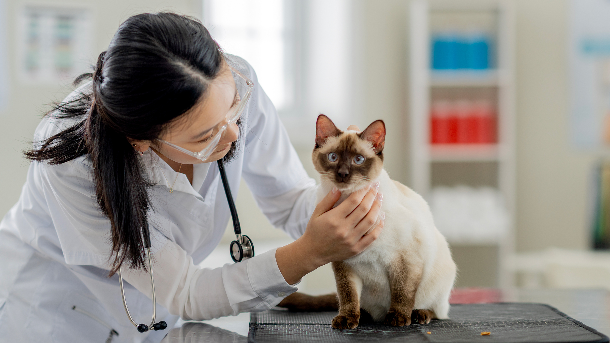 Amantadine for Cats: Uses, Dosage, and Side Effects - GoodRx