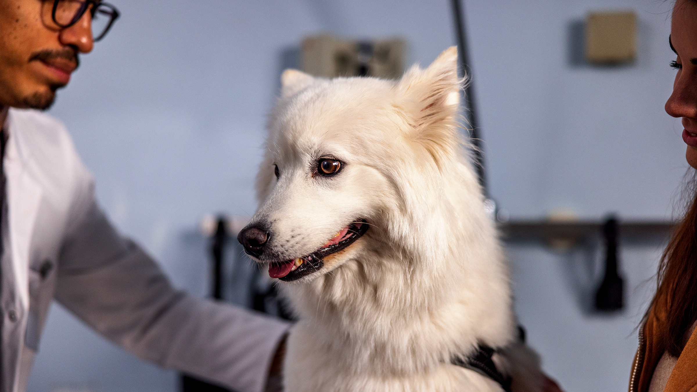 Zonisamide for Dogs: Uses, Dosages, and Side Effects - GoodRx