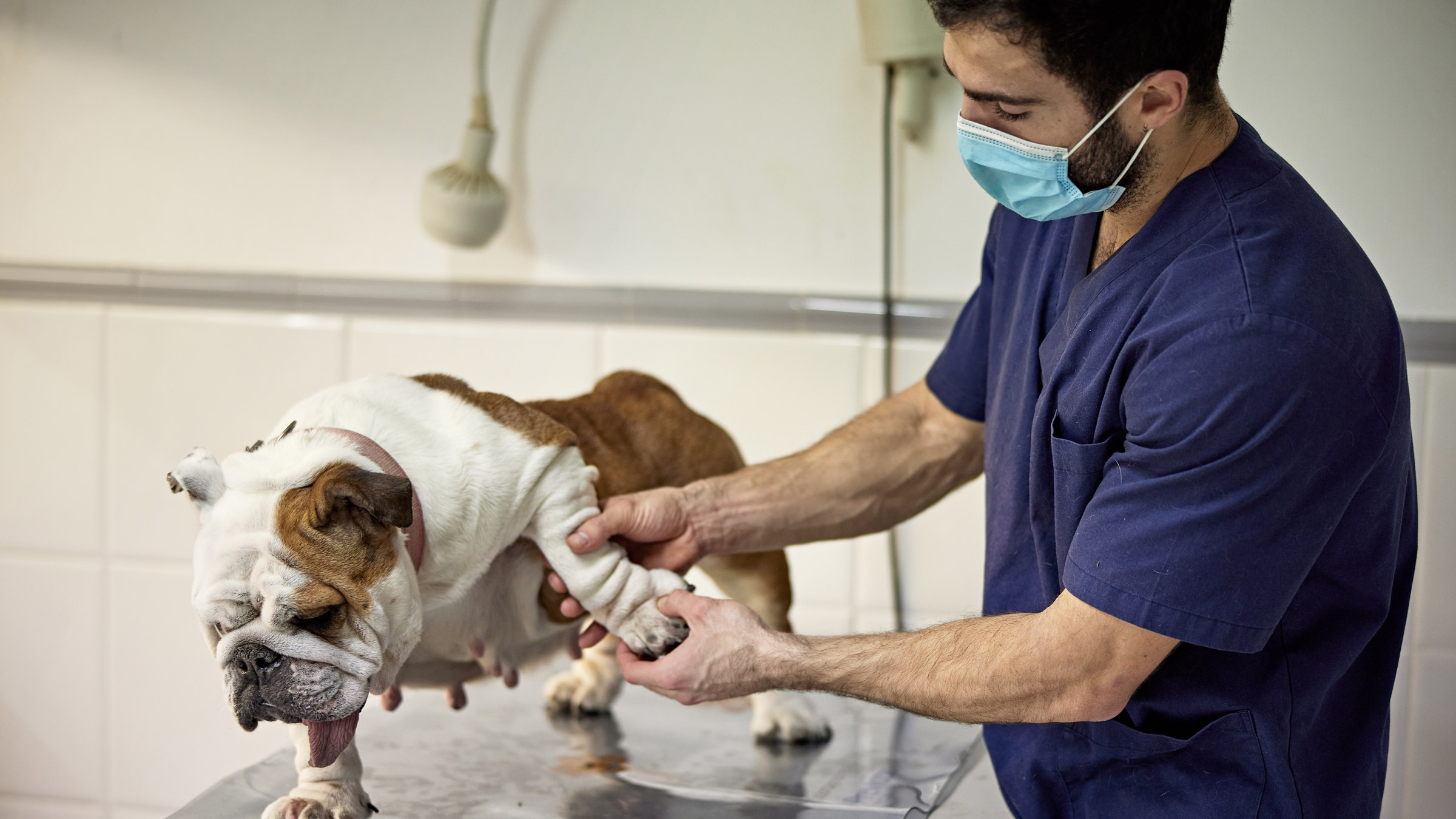 Common Treatments for Dog Arthritis - GoodRx