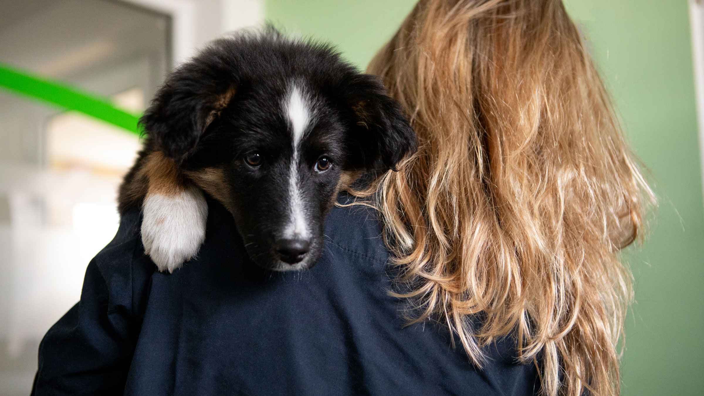 Ondansetron for Dogs: Uses, Side Effects, Dosage - GoodRx