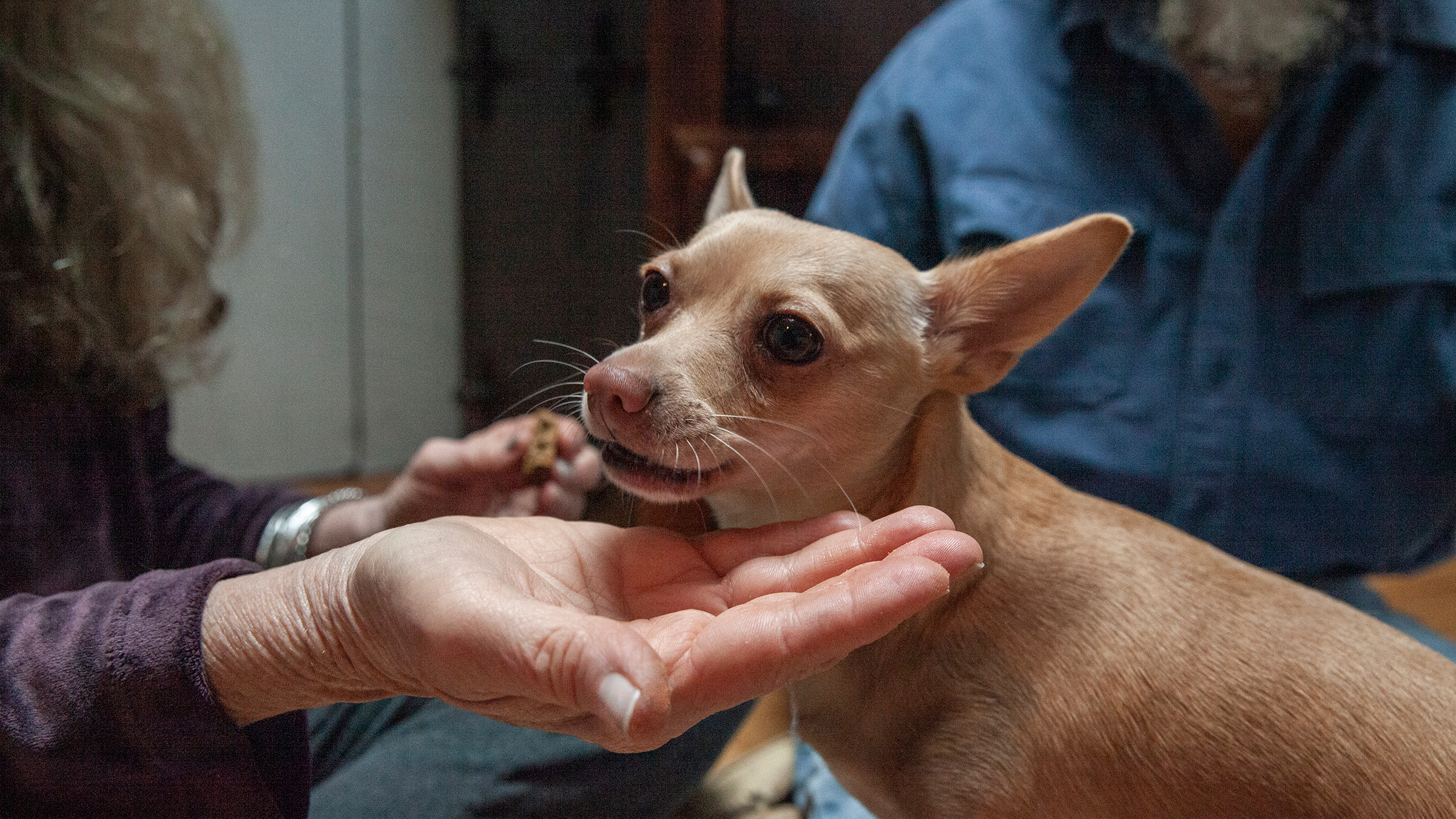 Diazepam for Dogs: What to Know About Side Effects and Dosages - GoodRx