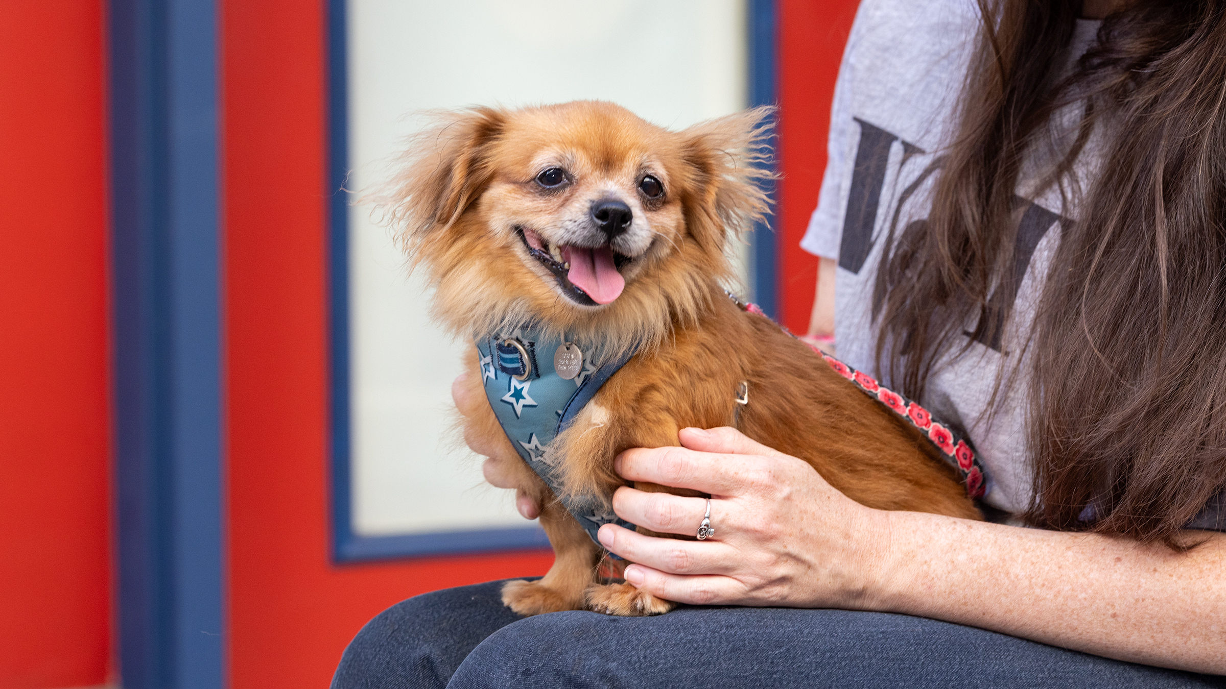 Do Dogs Sweat? Plus, How Dogs Cool Themselves Down - GoodRx