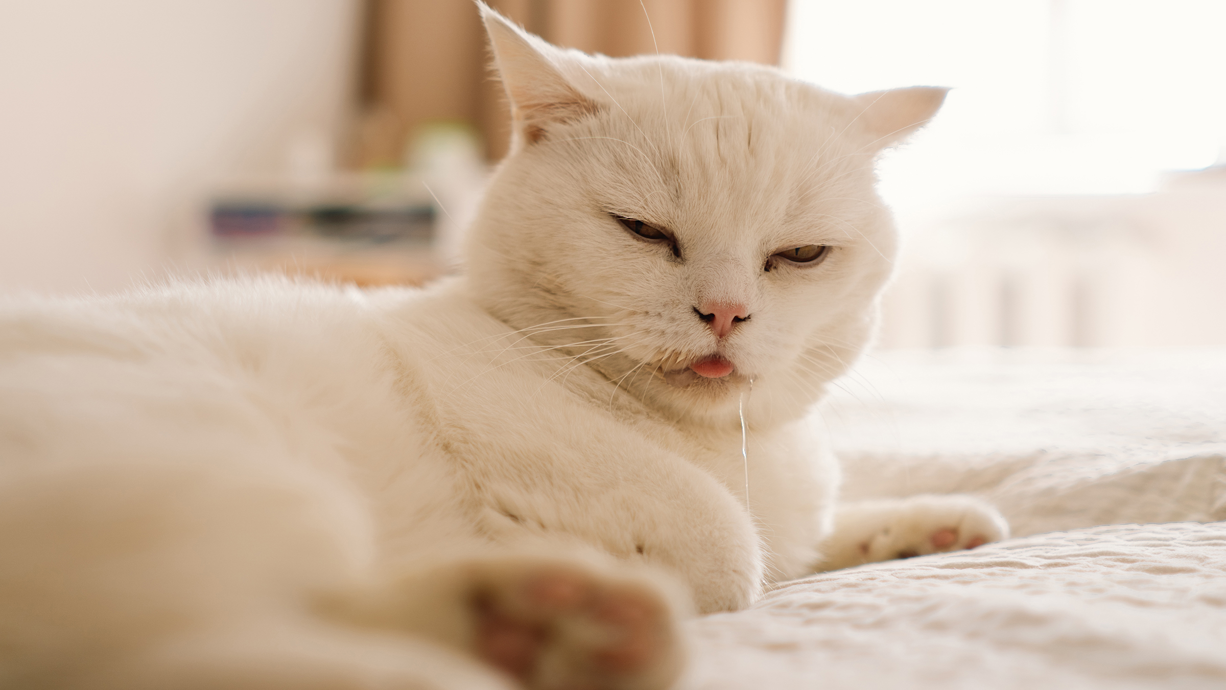 Why Is My Cat Drooling? 14 Reasons, and When to See a Vet - GoodRx