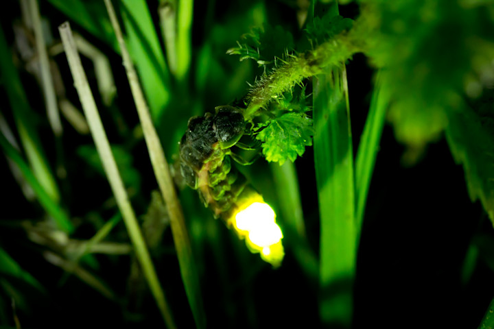 Arts & Culture Exeter | Bioluminescent Baby