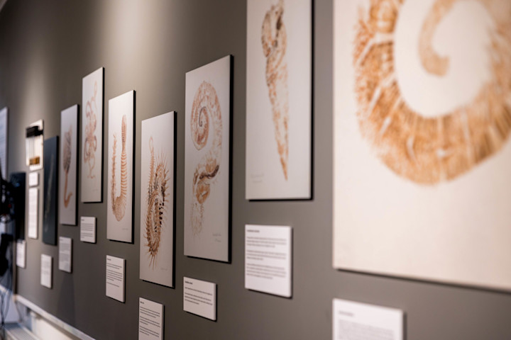 Arts & Culture Exeter | New Exhibition Explores Underwater Invertebrates