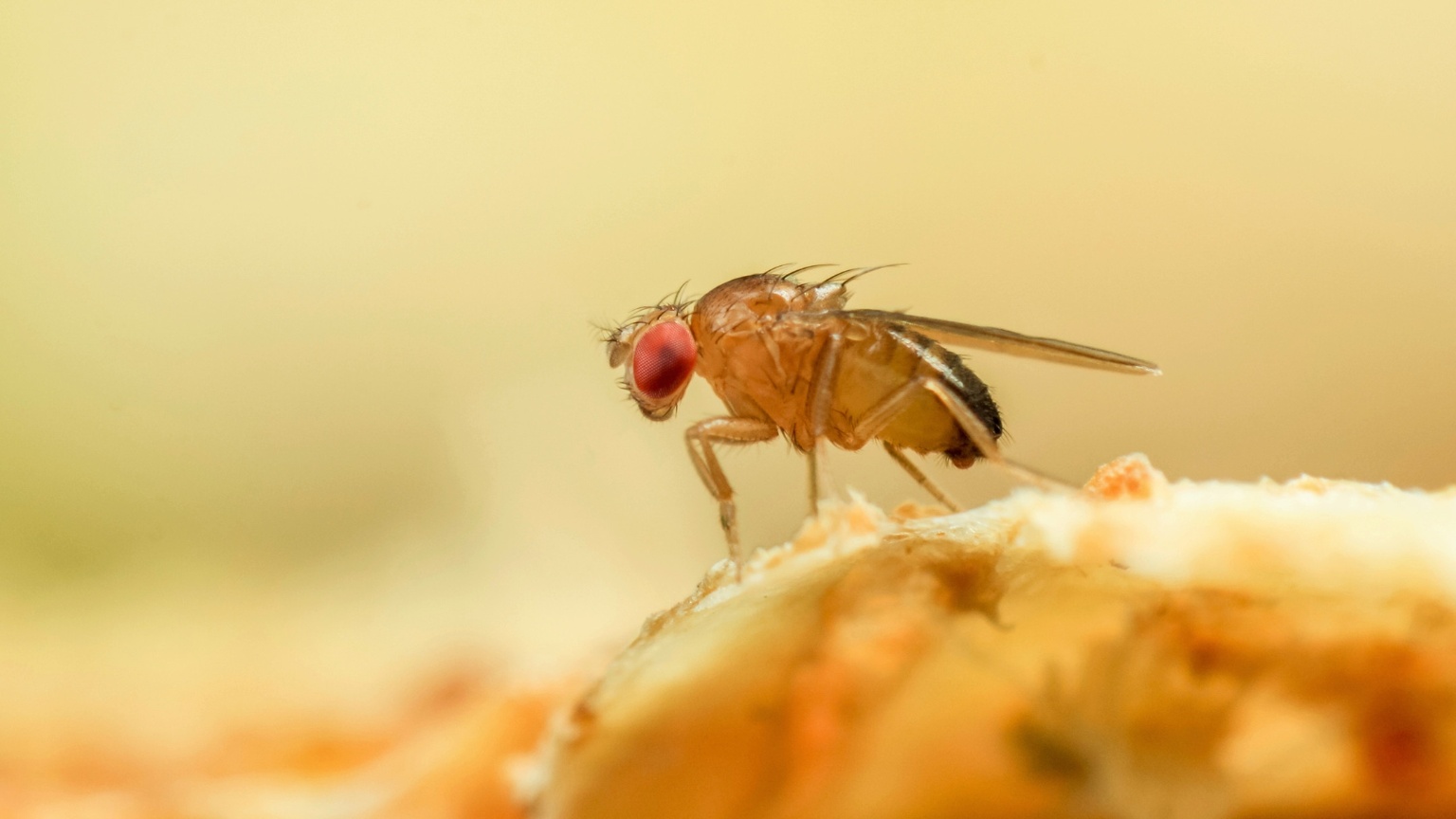 Mouches des fruits • Migros