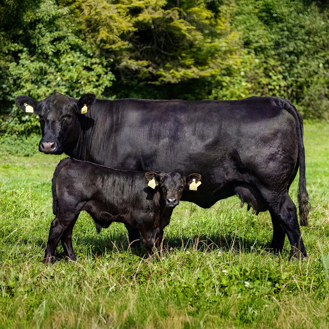 Swiss Black Angus in der Migros Aare • Migros