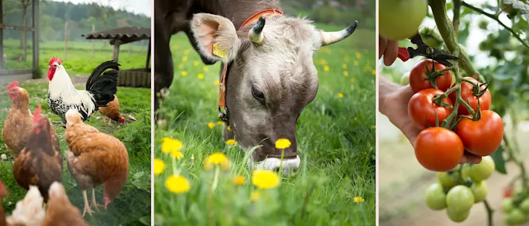 Migros Bio-Produkte: Bio Suisse Knospe zertifiziert • Migros