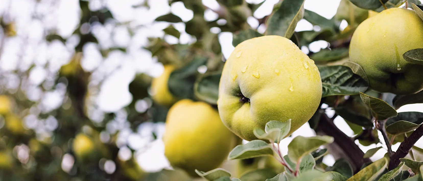 Quitten aus Hermetschwil • Migros