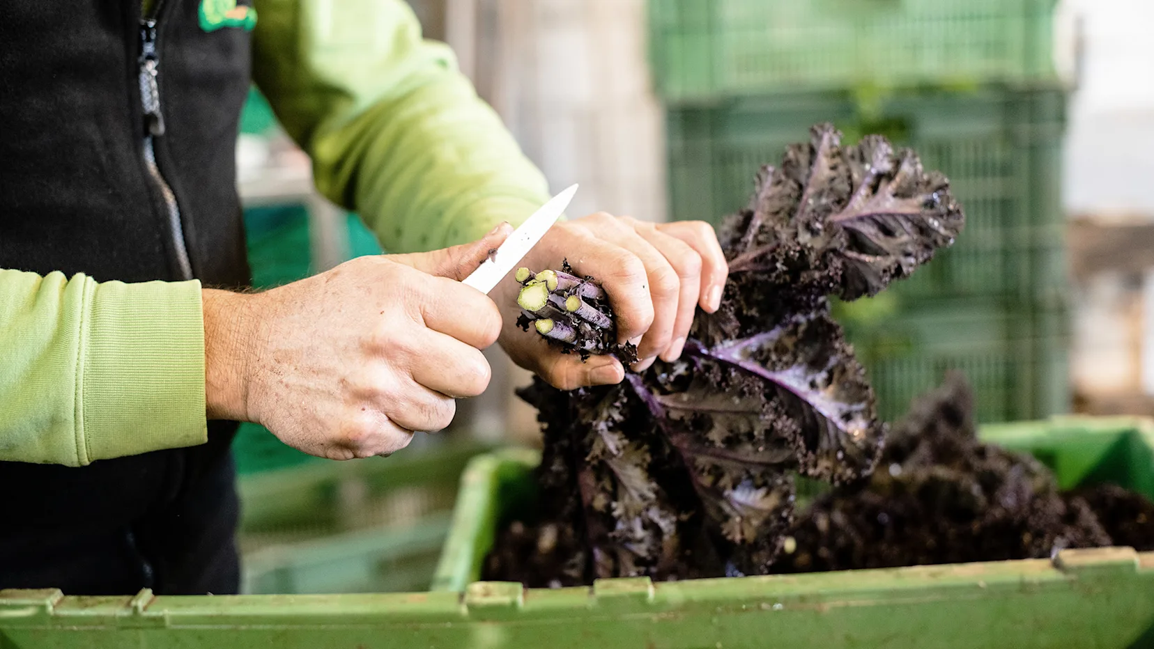 Federkohl aus der Region Migros Aare • Migros