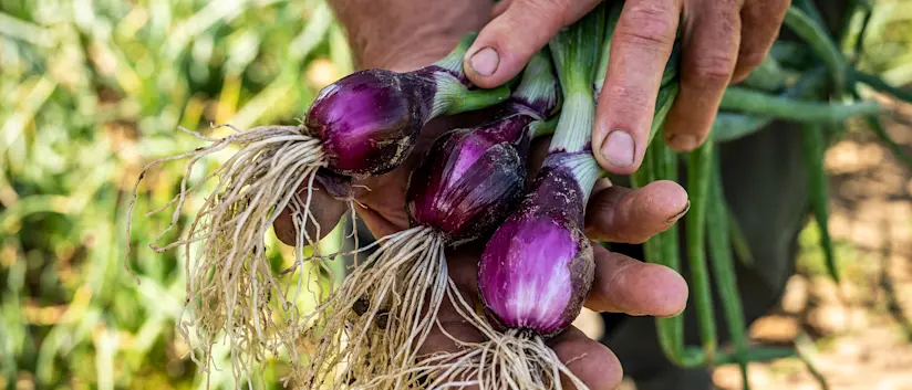 Exceptional organic quality from Demeter • Migros