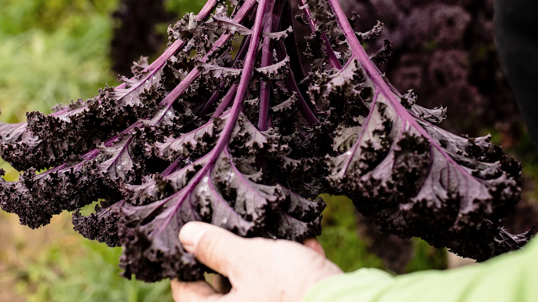 Federkohl aus der Region Migros Aare • Migros
