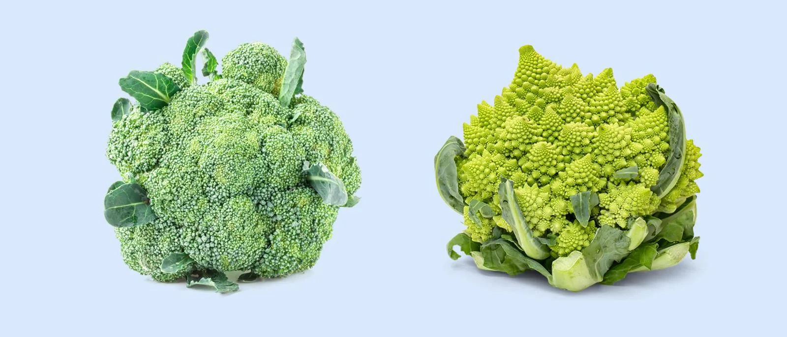How to tell vegetables apart correctly • Migros