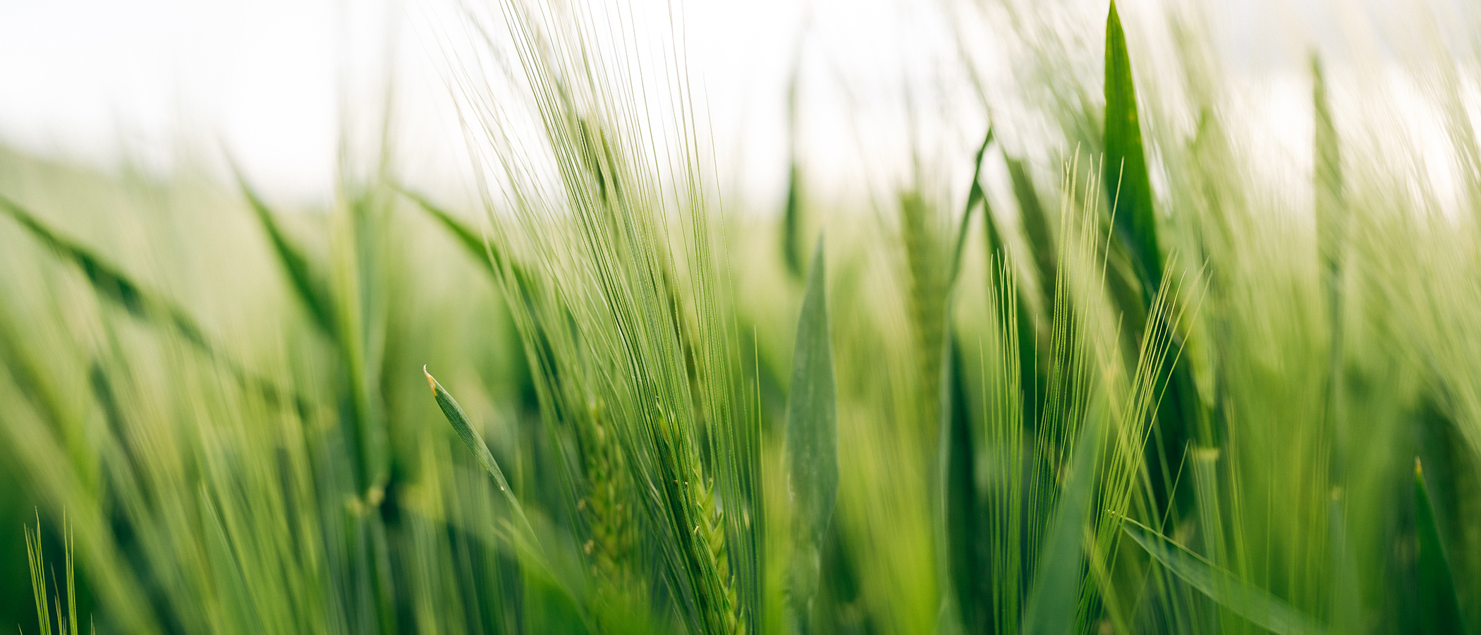 Labels für Lebensmittel & Schnittblumen • Migros