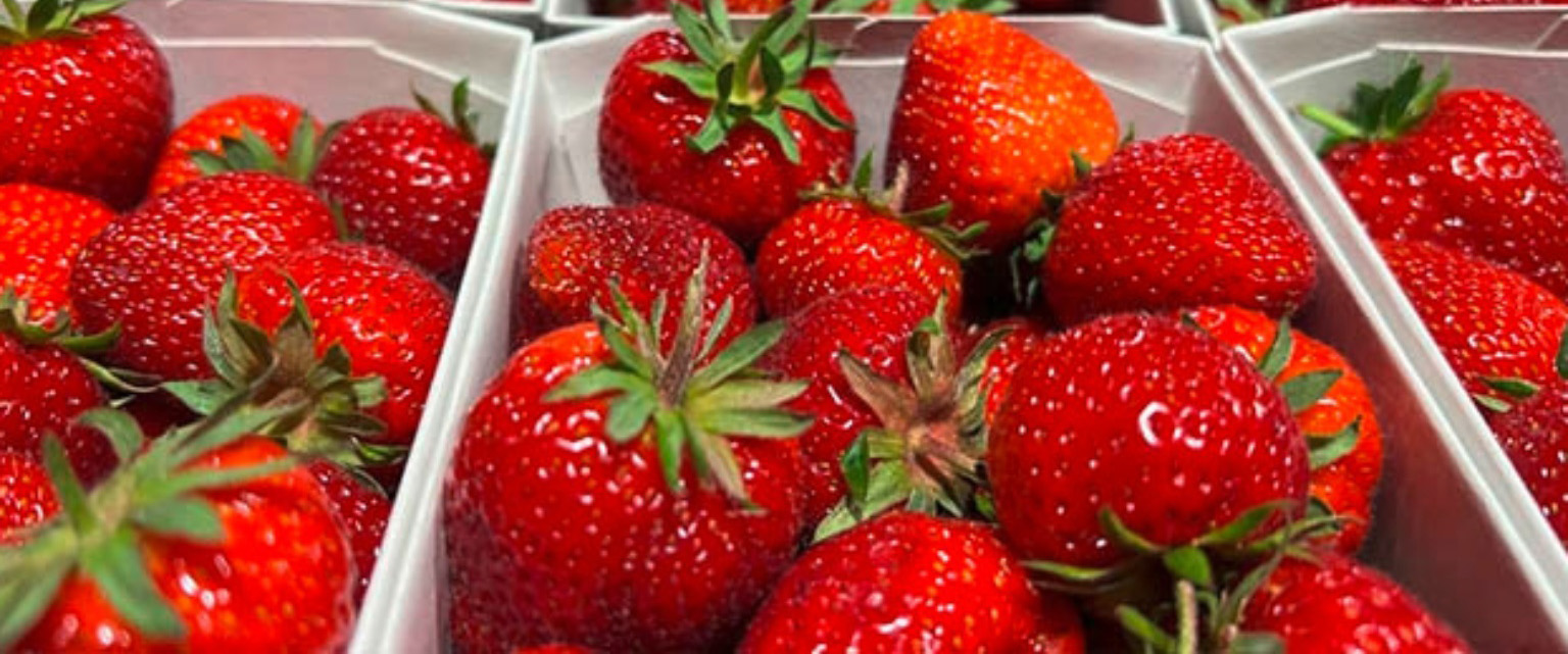 Bien choisir ses fraises • Migros
