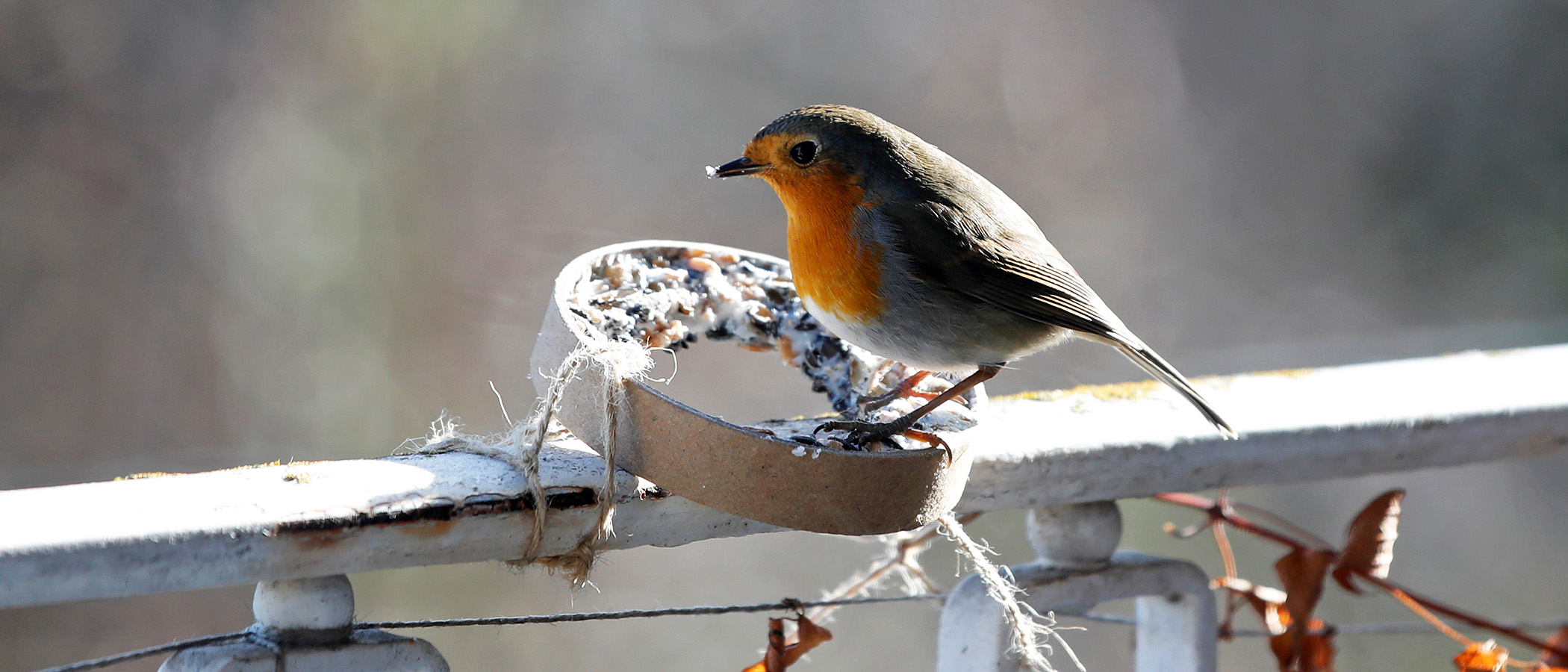 De quoi aider les oiseaux à bien passer l’hiver • Migros