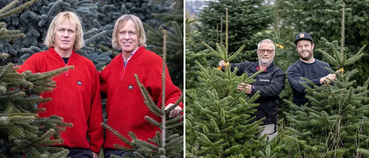 Migros Luzern: Weihnachtsbäume aus der Zentralschweiz • Migros