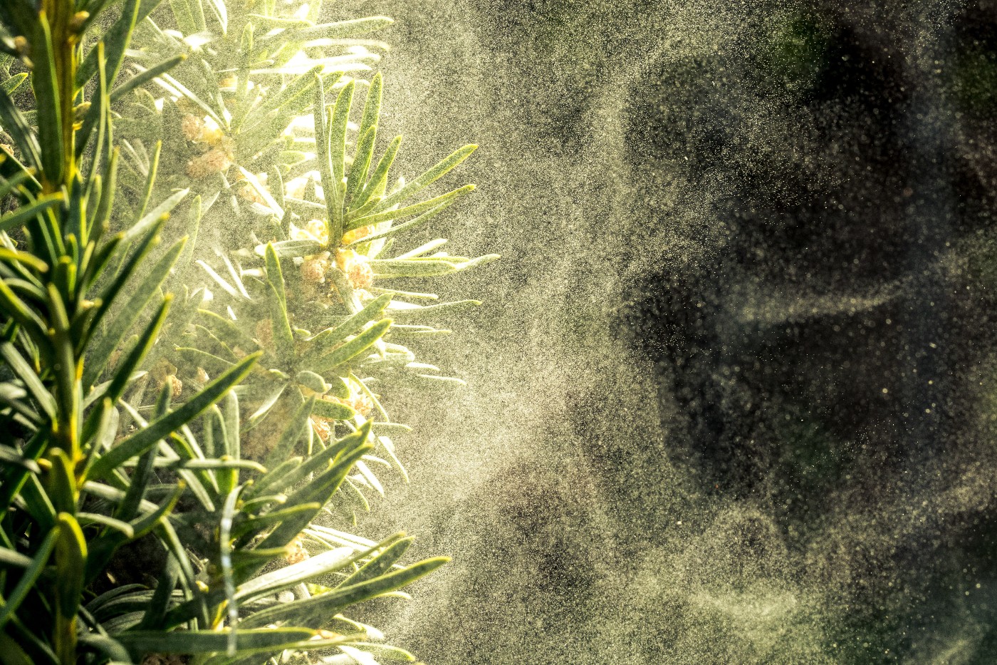 How do we measure pollen? – Weather News