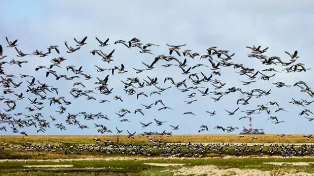 Tijd van de trekvogels: Alles over inheemse soorten
